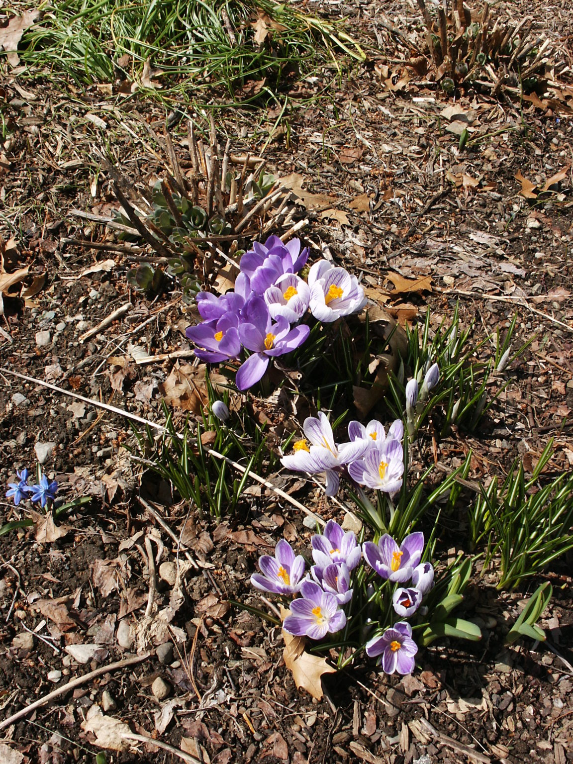 Spring is Just Around the Corner | BostonGardens.com