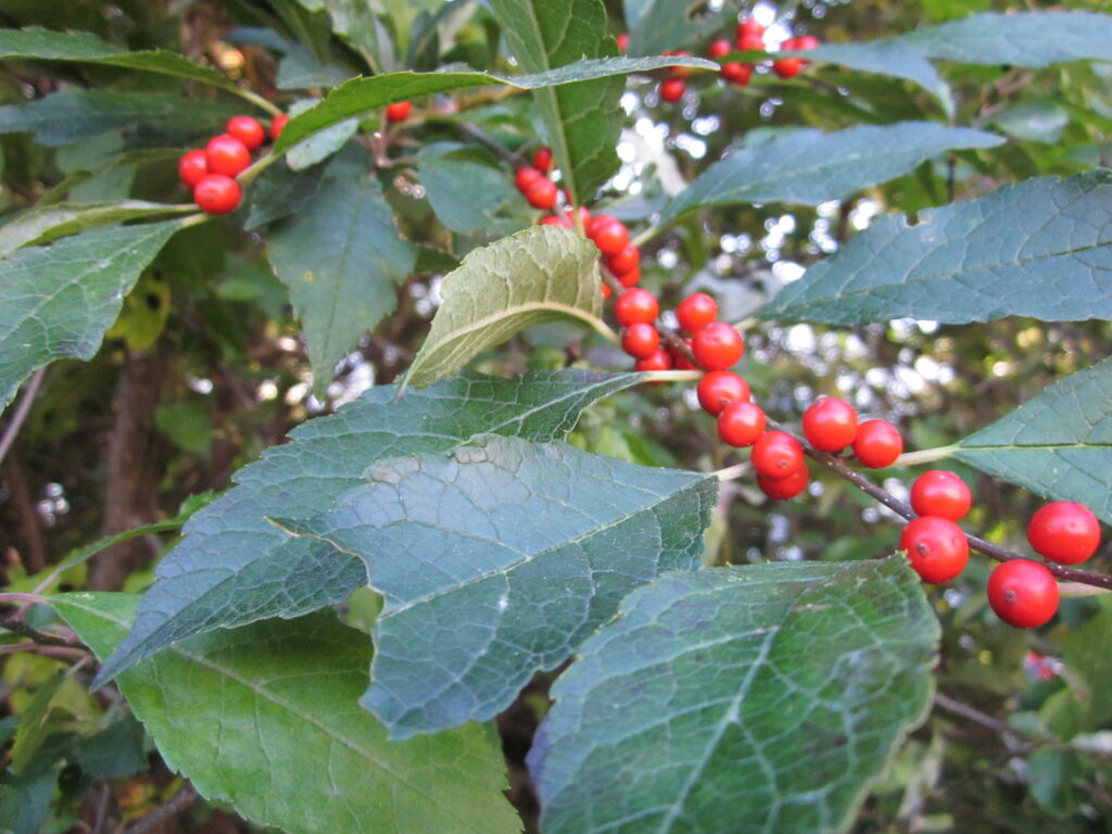 Savor the Season | BostonGardens.com