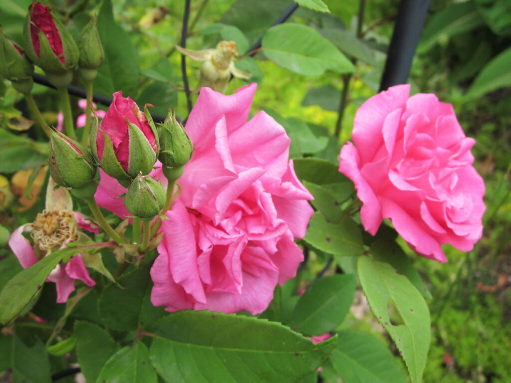 June is National Rose Month | BostonGardens.com
