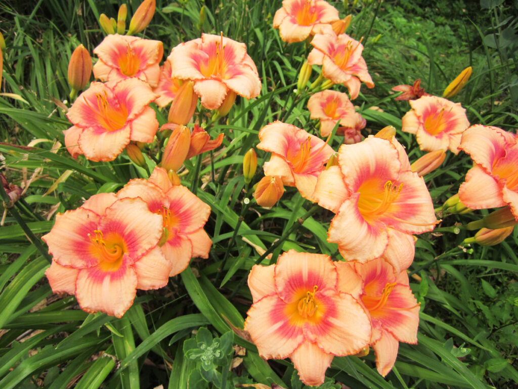 Colorful Daylilies in the July Garden | BostonGardens.com